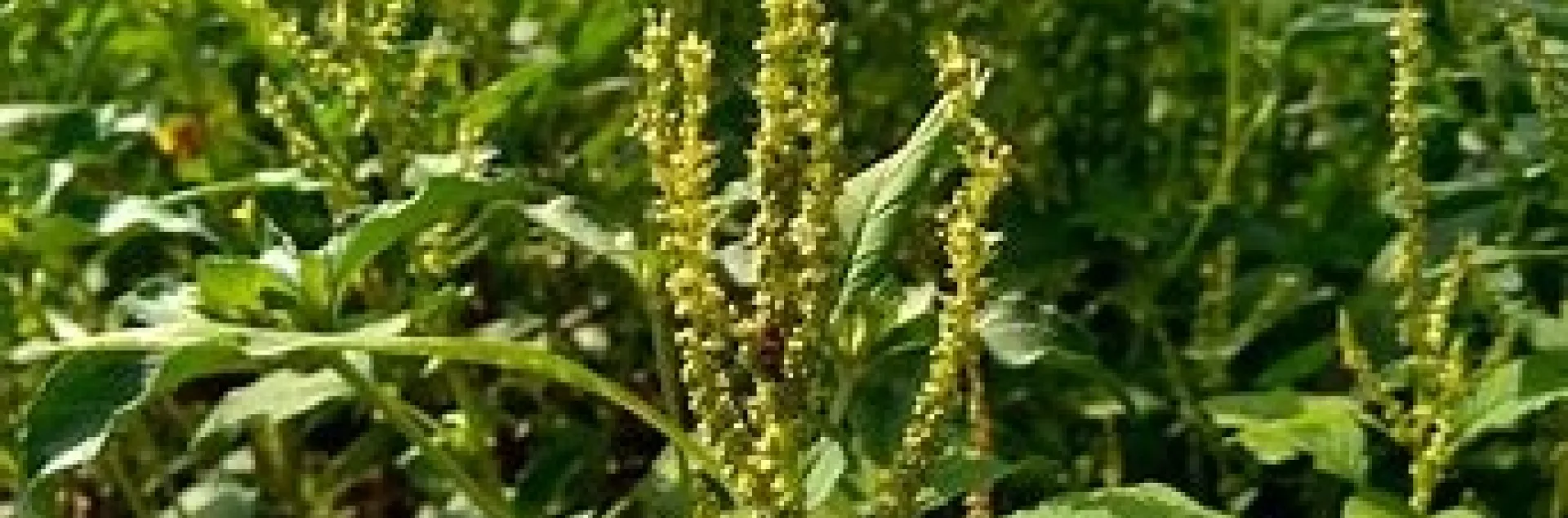 New Weed Control Method | UC Agriculture and Natural Resources