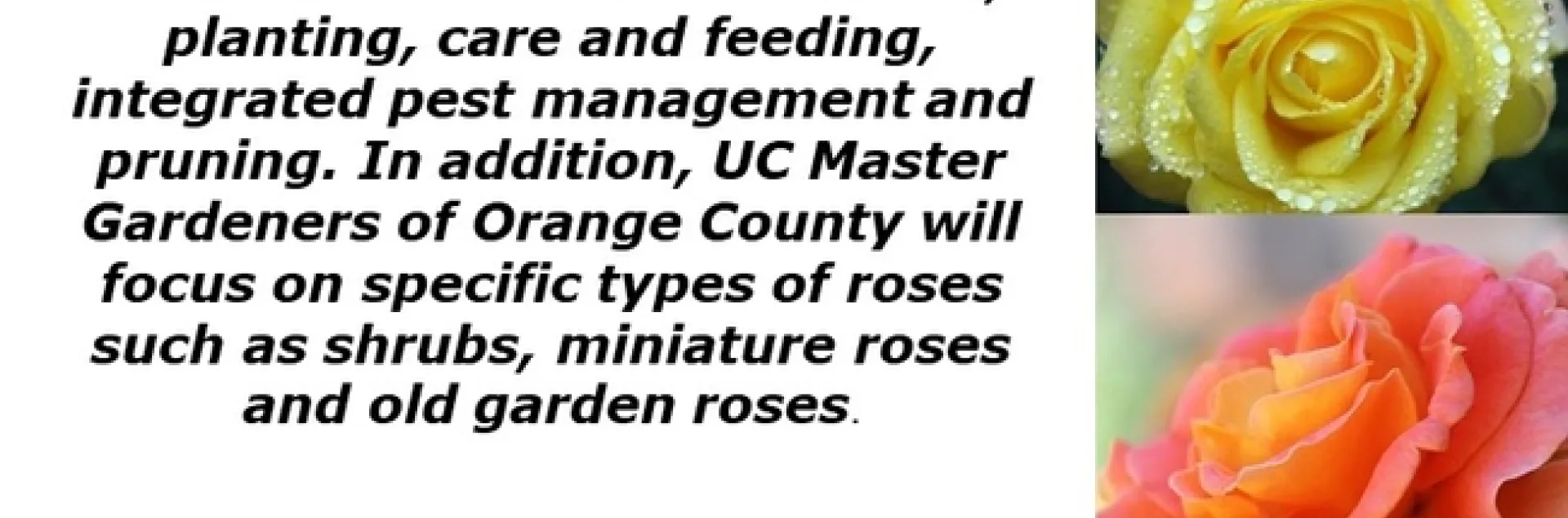 Master the Art of Growing Roses – Join Our Roses 101 Workshop | UC ...