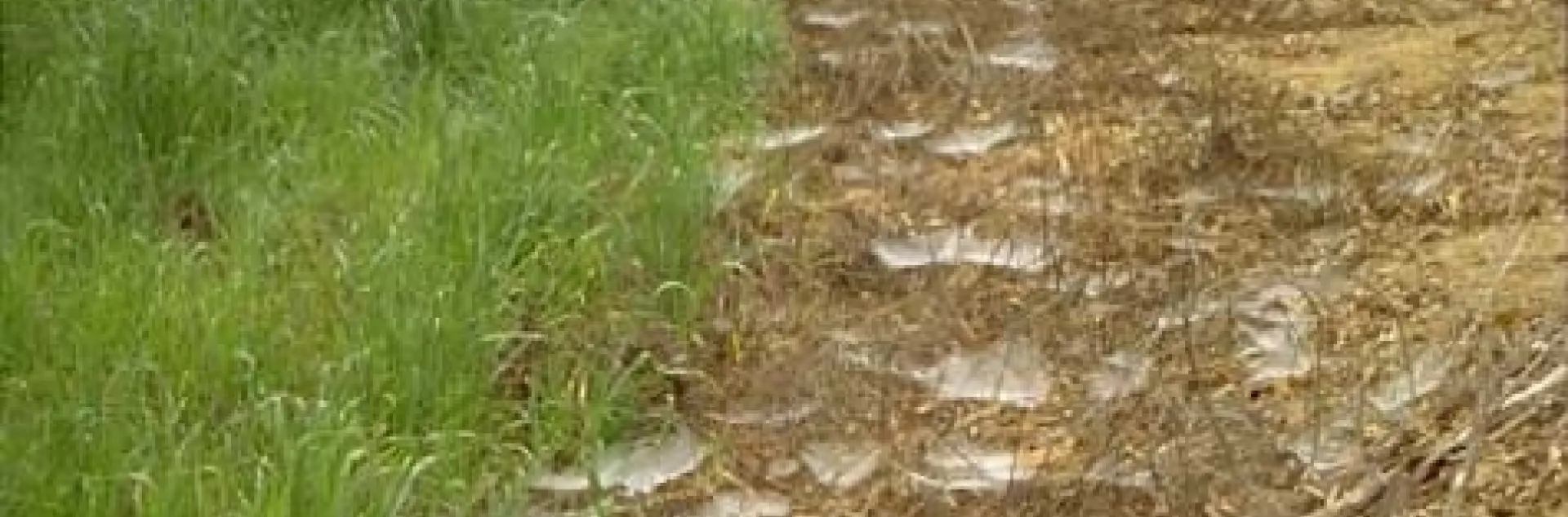 Spiders are everywhere, most are harmless | UC Agriculture and Natural ...