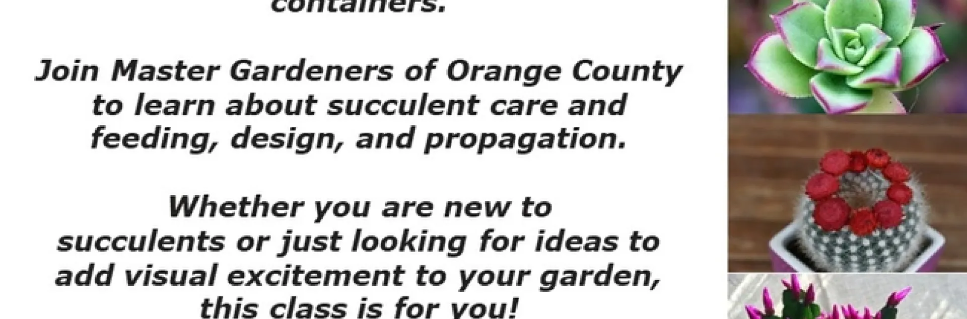 Ready to Elevate Your Garden? Learn Succulent Care & Design | UCCE ...