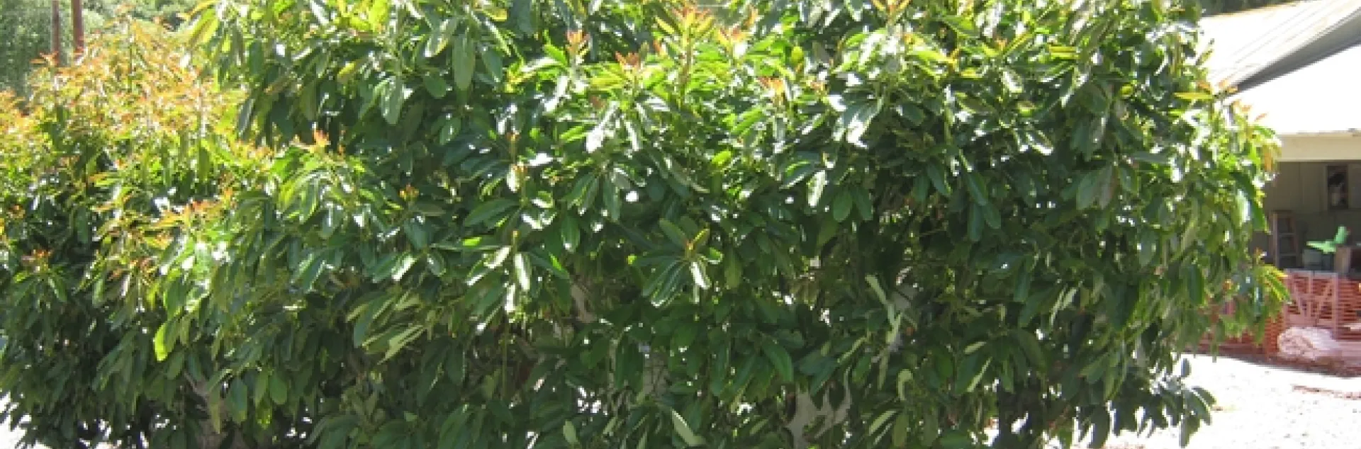 Avocado Field Day - Aug 22 - Pine Tree Ranch | UC Agriculture and ...