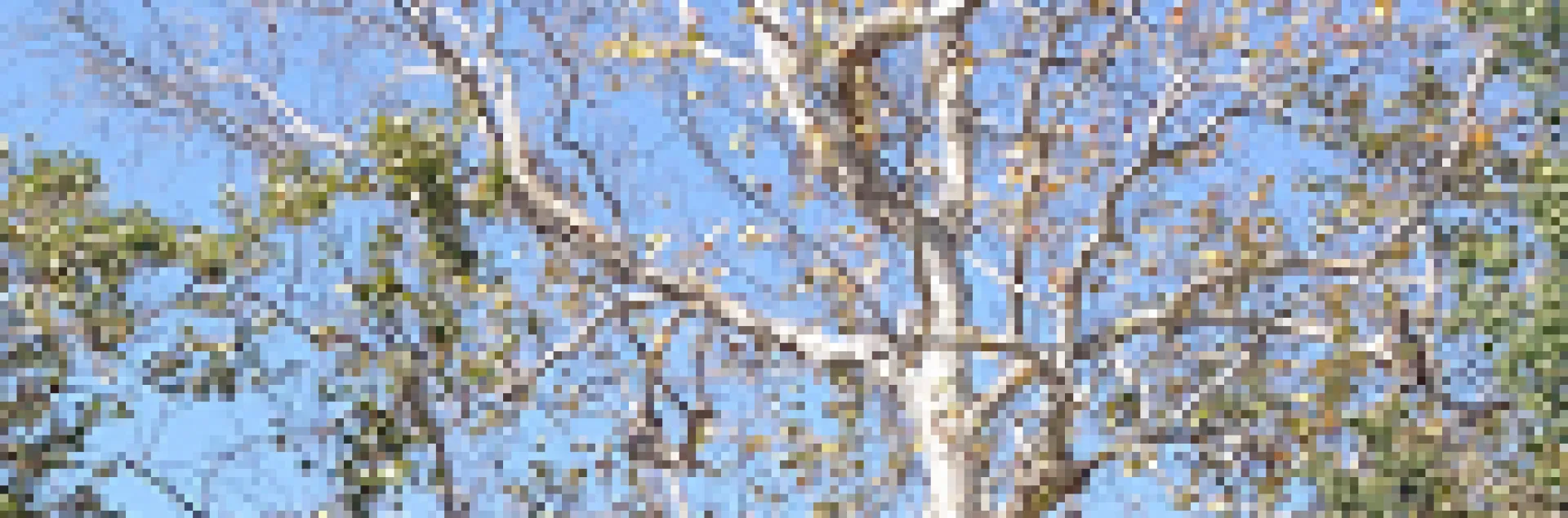 Invasive beetle known for killing trees spotted in the Bay Area | UC ...