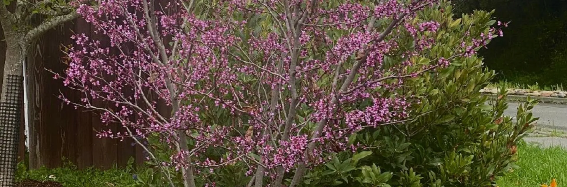 Native Trees and Large Shrubs for the Home Garden | UC Master Gardener ...