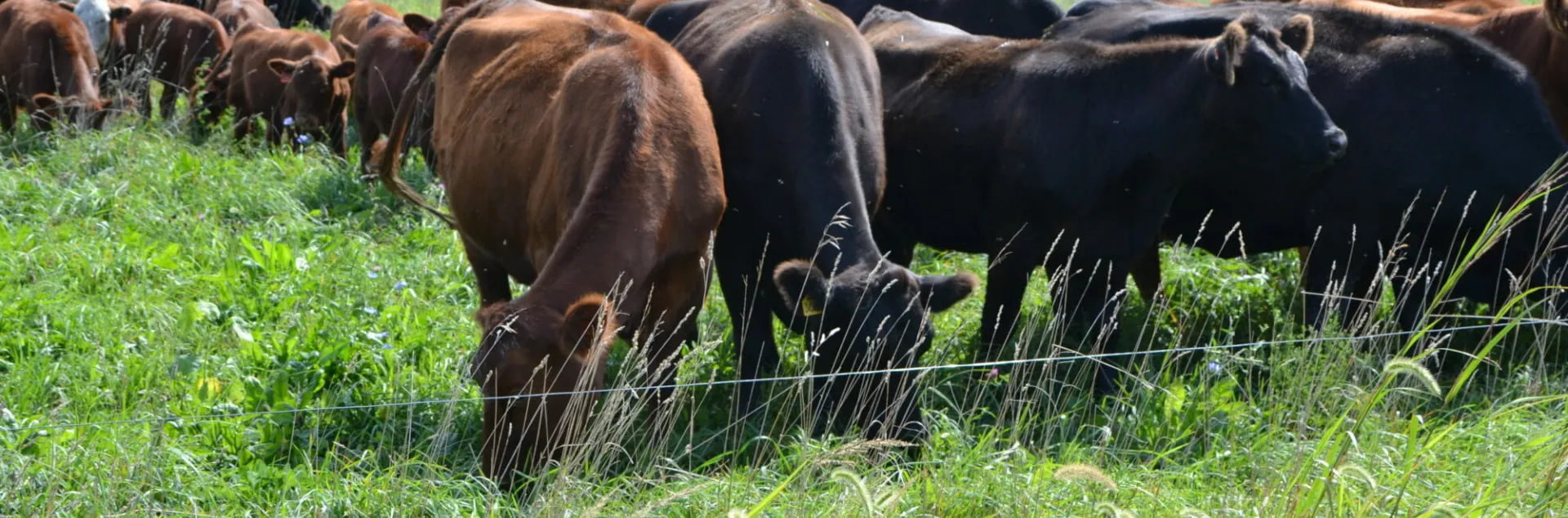 Why Grazing Management Matters | UC Agriculture and Natural Resources