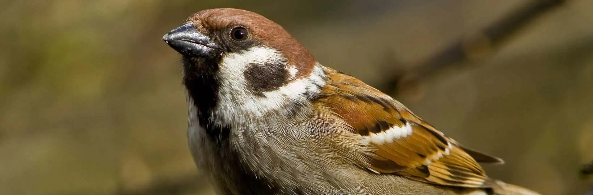 Monarch Nature Trail | UC Master Gardeners of Orange County