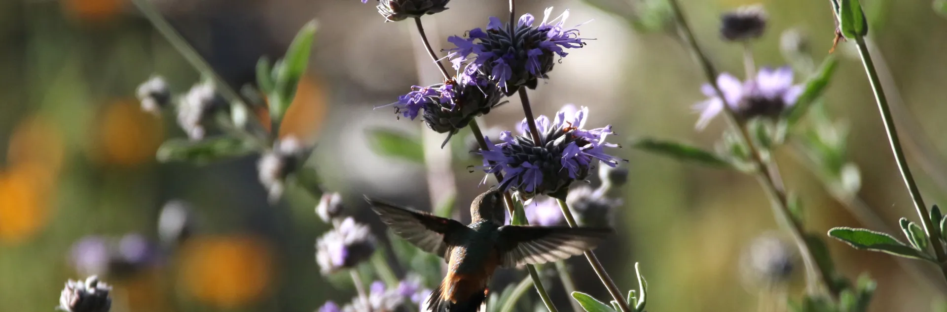 Attract hummingbirds to your garden | UC Marin Master Gardeners