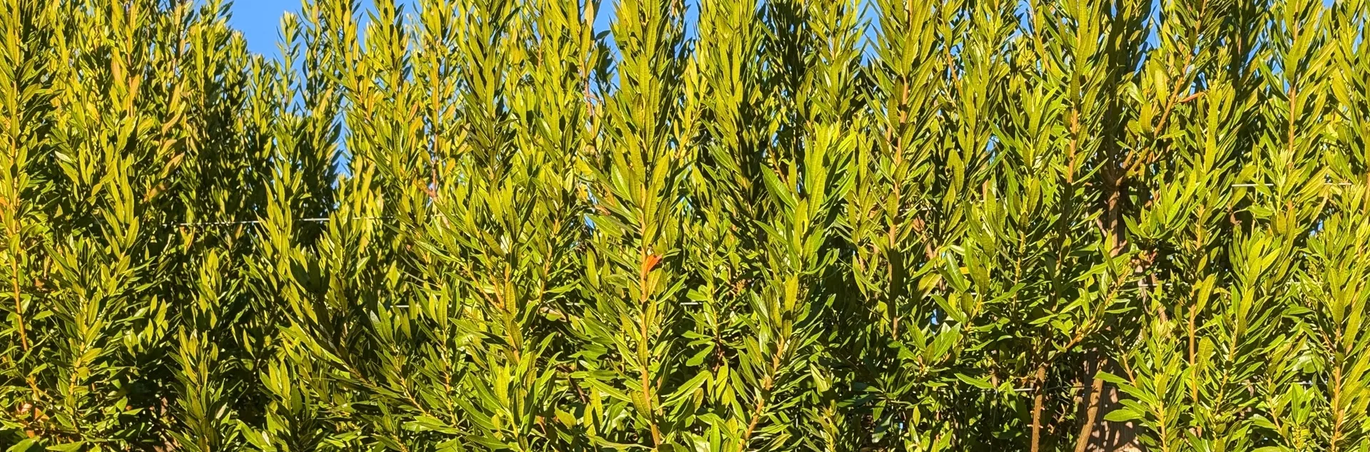 Natives for a Hedge Row | UC Agriculture and Natural Resources