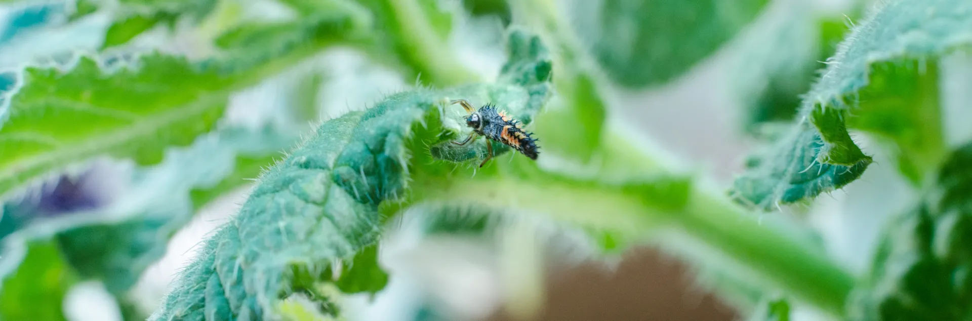Good Bugs, Big Impact: The Secret World of Biological Control (Part 1 ...