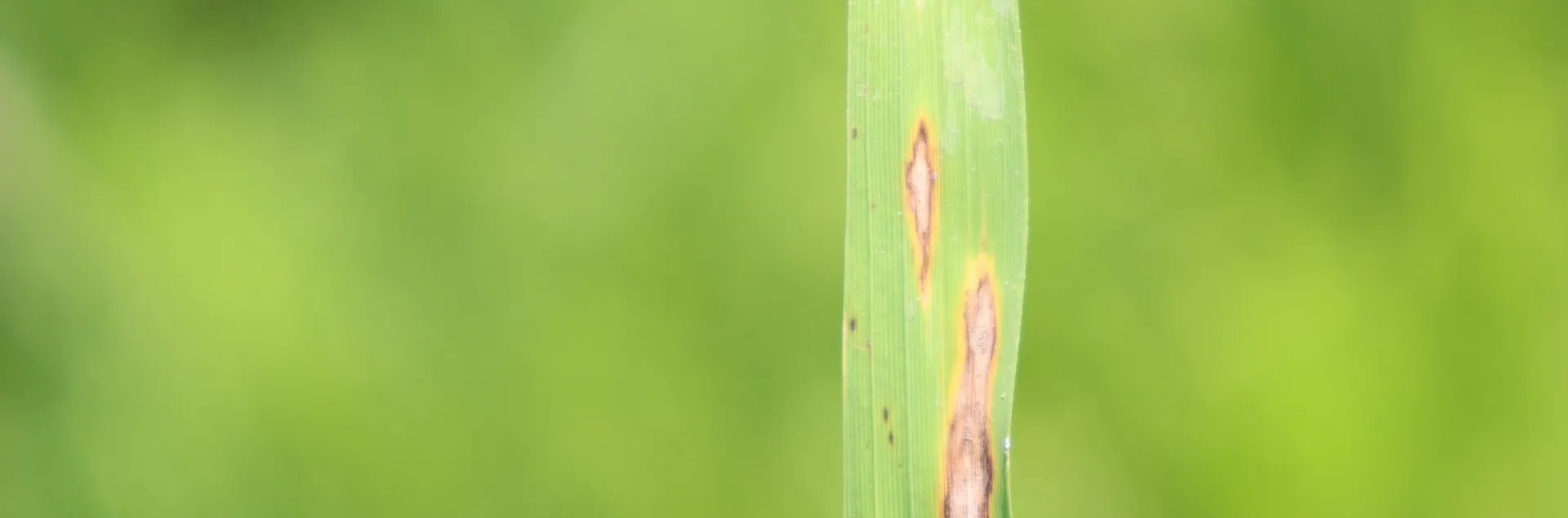 Fungicide: to treat or not to treat? | UC Rice Blog