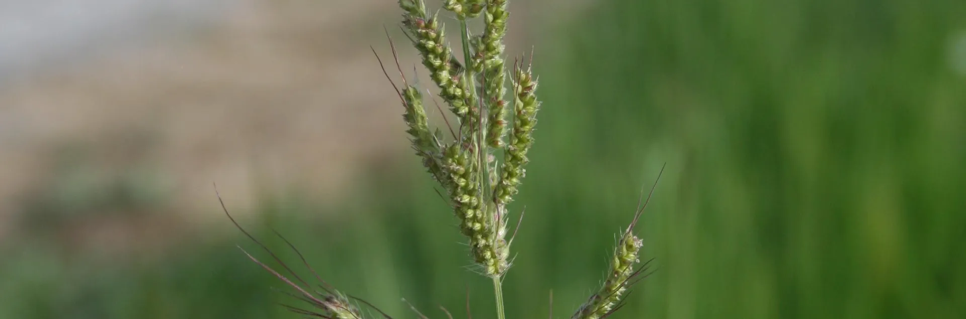 Colusa/Yolo Rice Briefs - July 2025 | UC Agriculture and Natural Resources