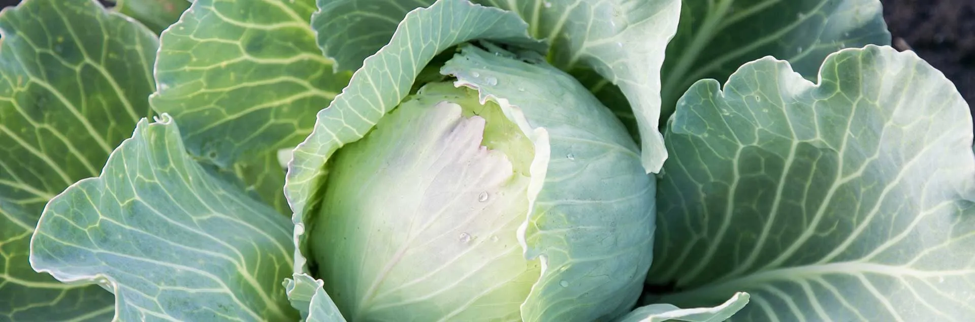 Grow Cool Season Veggies - Fullerton | UC Master Gardeners of Orange County