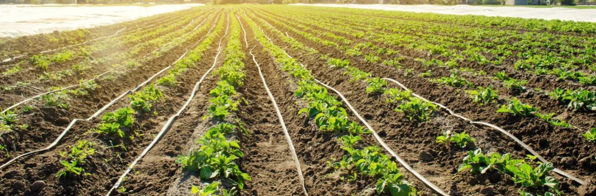 Microirrigation for Crop Production | UC Agriculture and Natural Resources