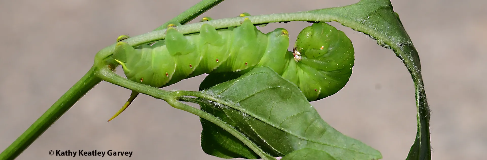 Ever Held a Tobacco Hornworm? | UC Agriculture and Natural Resources