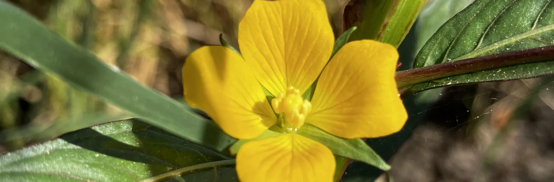 Keep an eye out for Winged Water Primrose (Ludwigia decurrens) | UC ...