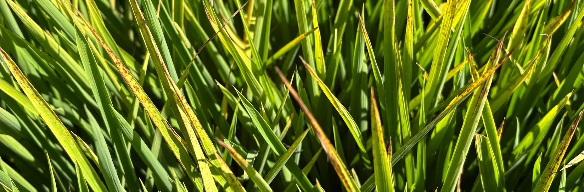 Potassium deficiency | UC Rice Blog