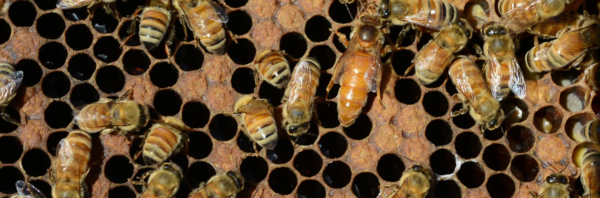 Find the Queen! | UC Agriculture and Natural Resources
