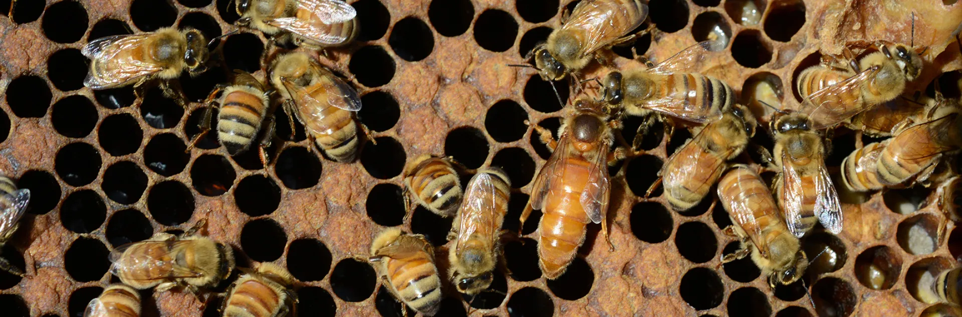 Honey Bees Labor Every Day | Bug Squad