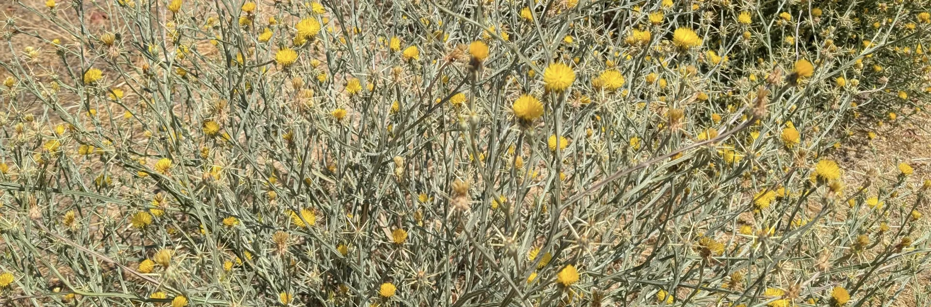 Managing Invasive Plants: Your Questions Answered! | Pests in the Urban ...