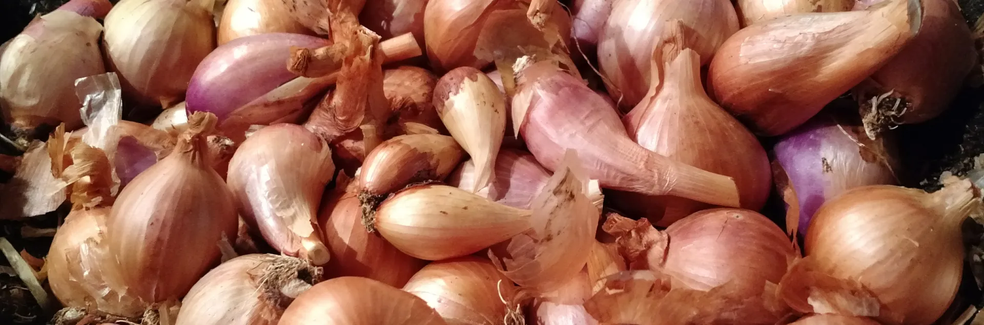 growing shallots