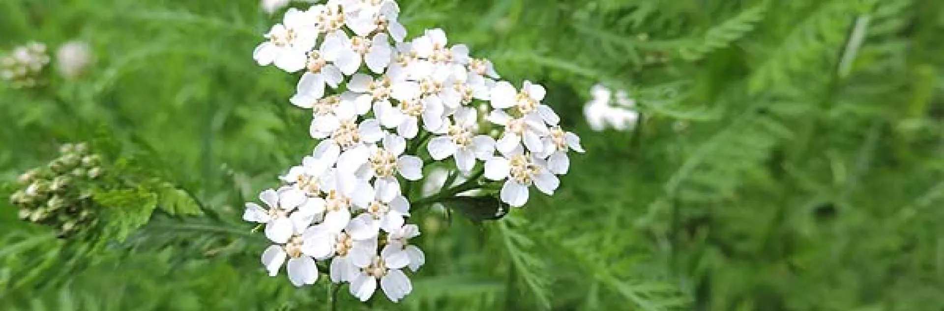 MCP California Native Plant Sale - San Jose | UC Master Gardeners of ...