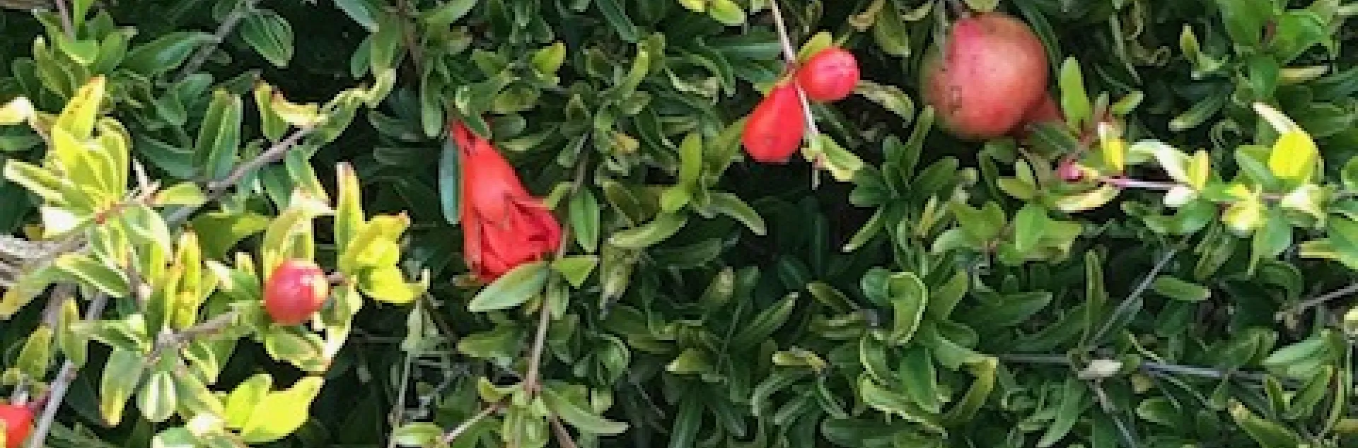 Planting Fruit Trees | Napa Master Gardener Column