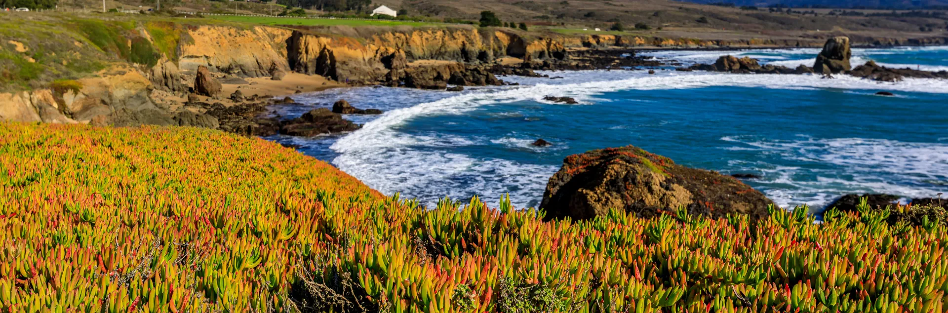 When Ornamentals Escape | UC Master Gardener Program Statewide Blog