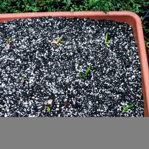 Growing Shallots in Containers