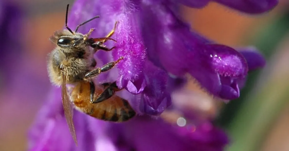 The Buzz in Berkeley | UC Agriculture and Natural Resources