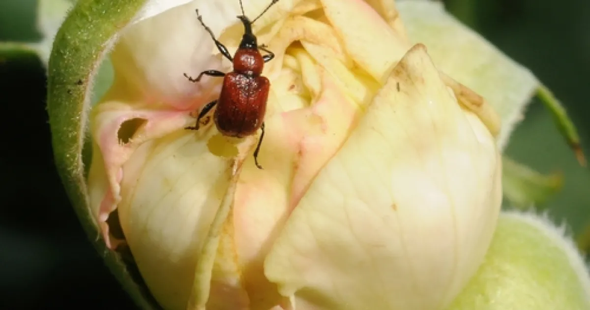 I Never Promised You...a Rose Weevil | UC Agriculture and Natural Resources