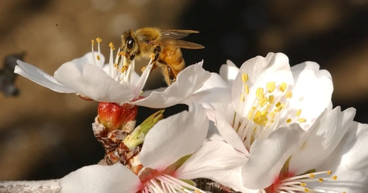 Bee-utiful Work! | Bug Squad