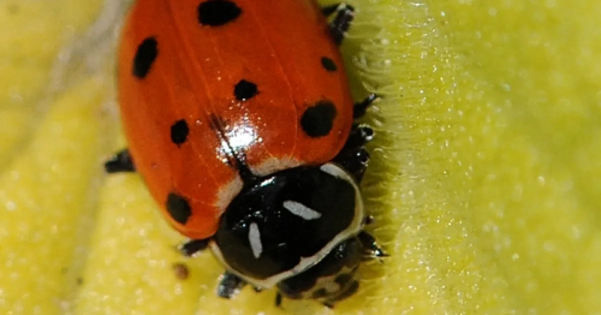 Polka-Dotted Insects: Here They Come | Bug Squad