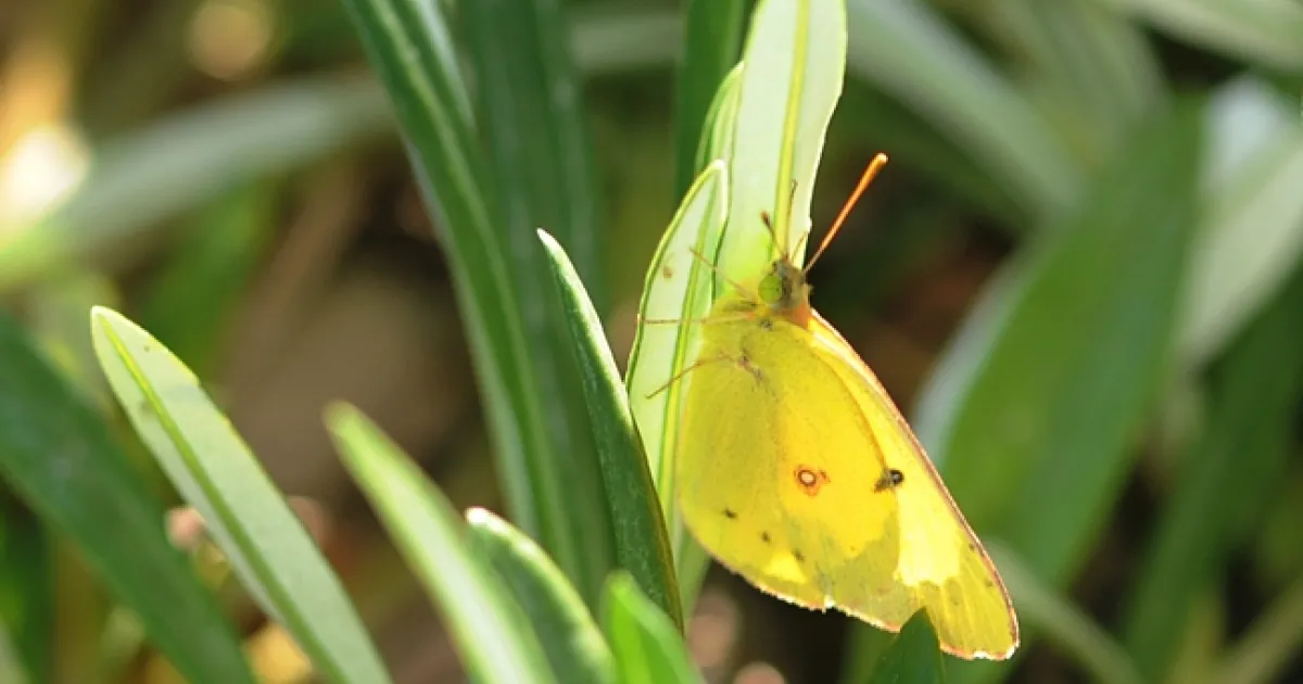 Butterfly Fancy | UC Agriculture and Natural Resources