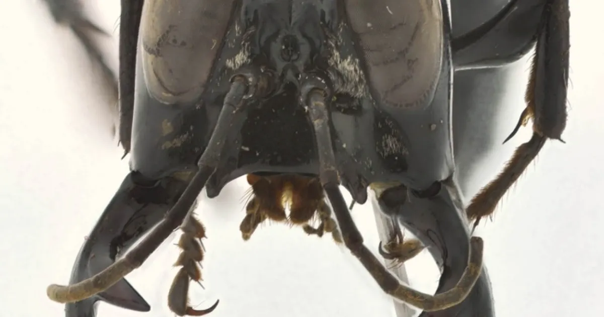 Jaw-Dropping Wasp | Bug Squad