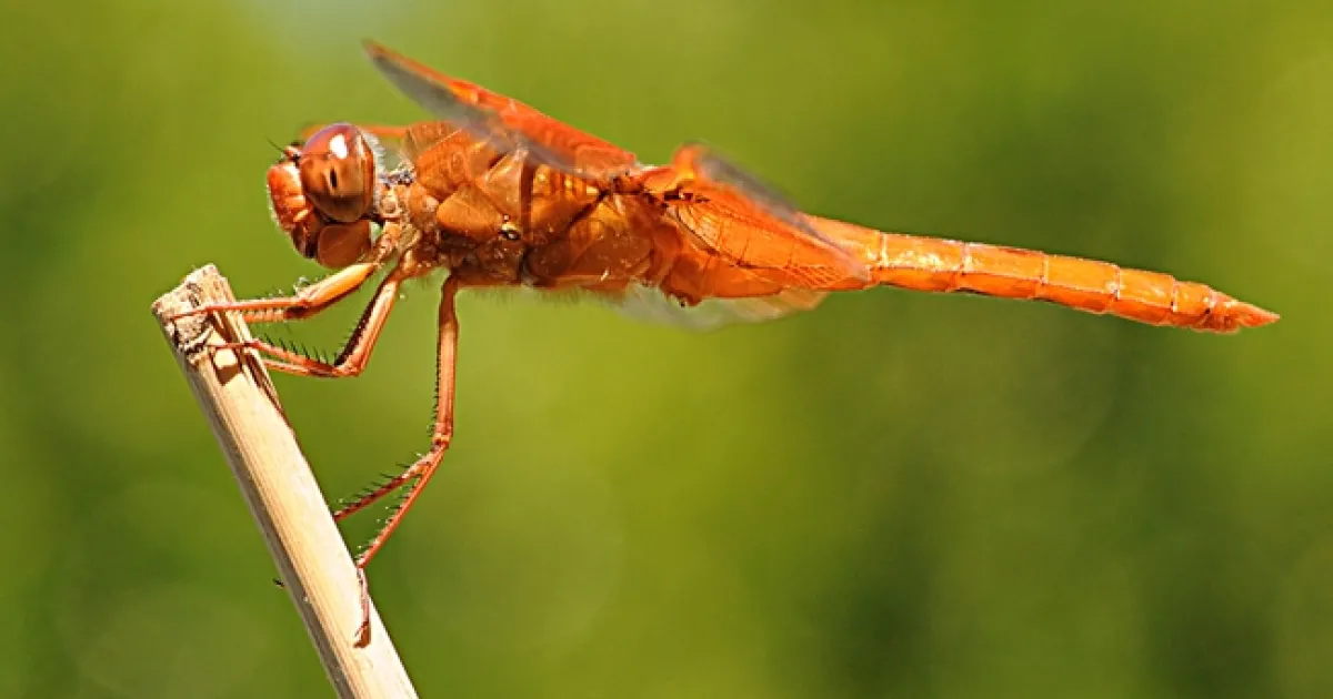 Insect Salon: Fantastic Captures | UC Agriculture and Natural Resources