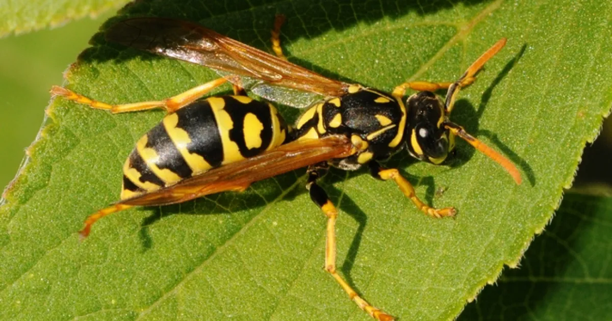 How Wasps Select Their Mates | UC Agriculture and Natural Resources