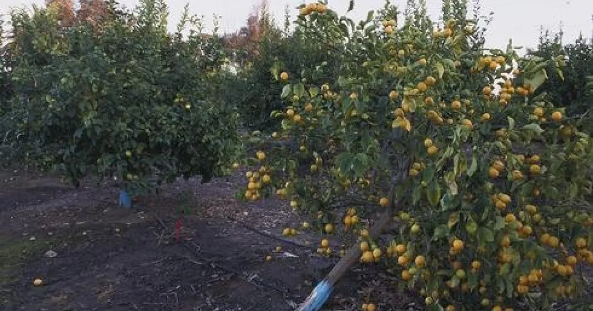Dry Root Rot of Citrus | Topics in Subtropics