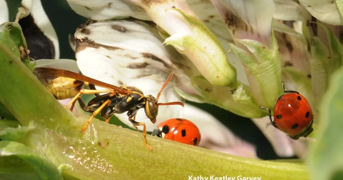 Wasp-Ladybug Encounter | UC Agriculture and Natural Resources