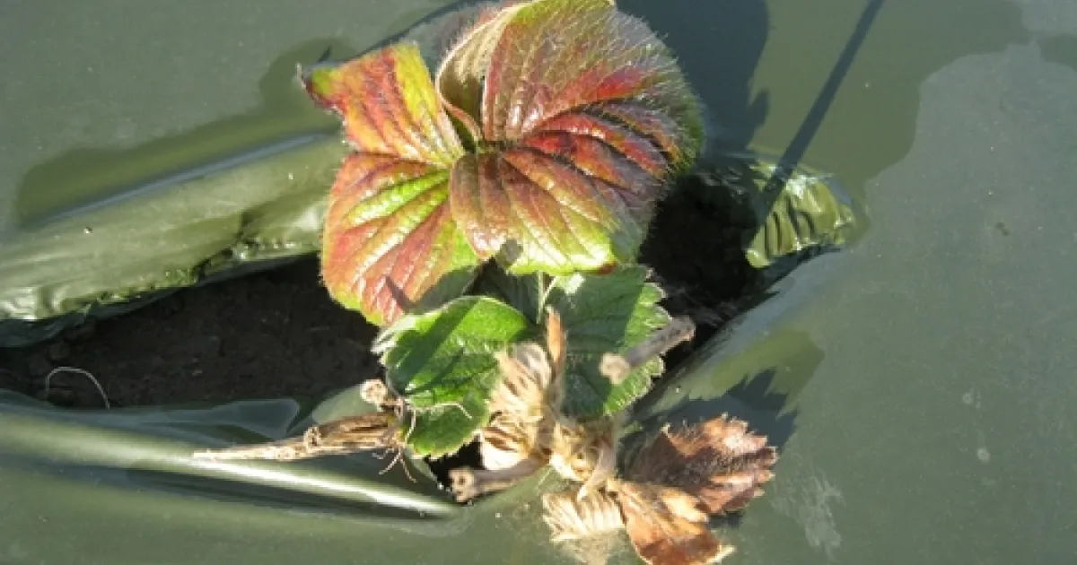 Avoiding fumigant injury to strawberry plants | E-Journal of Entomology ...