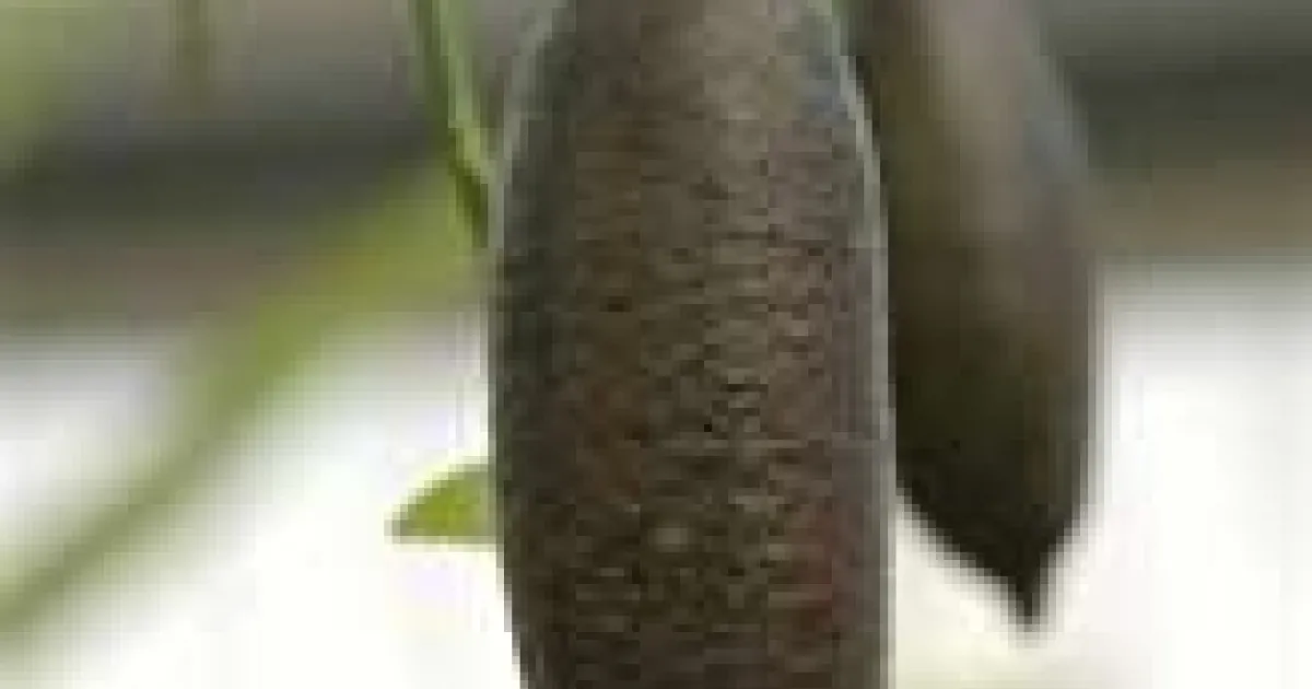 UC Riverside Citrus Variety Collection | Topics in Subtropics