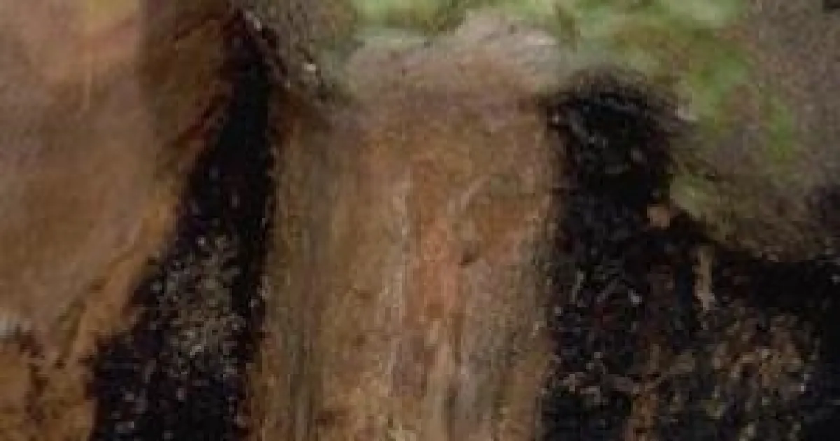 Dry Root Rot of Citrus Orchards | UC Agriculture and Natural Resources