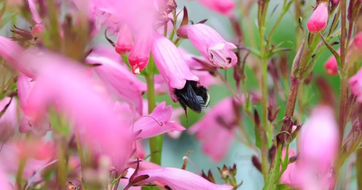 Native on Native | UC Agriculture and Natural Resources
