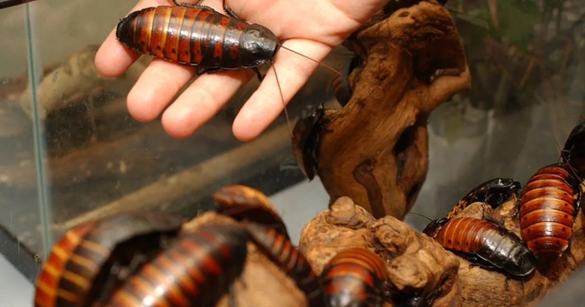 Boo, Hiss (What Was THAT?) | UC Agriculture and Natural Resources