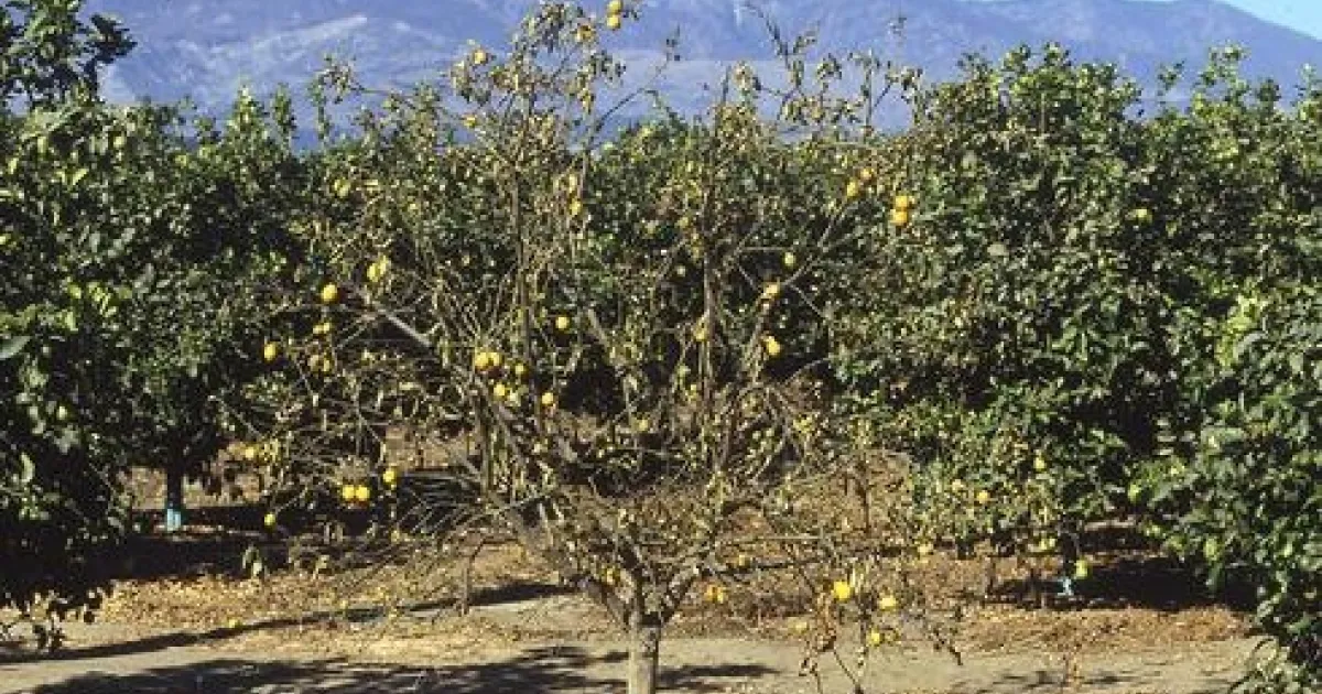 Dry Root Rot in Citrus | UC Agriculture and Natural Resources