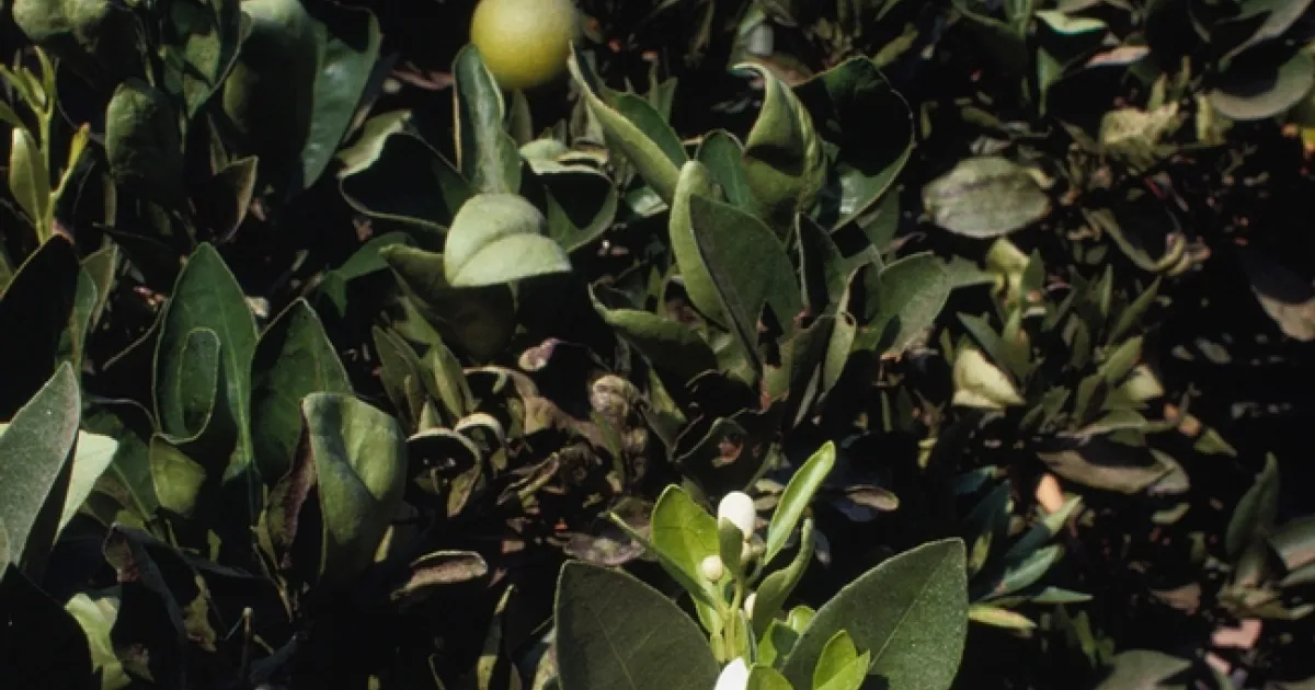 Stubborn Disease of Citrus in California | UC Agriculture and Natural ...