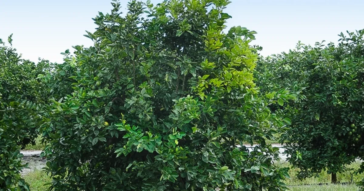 Electronic “sniffer” for determining HLB | Topics in Subtropics