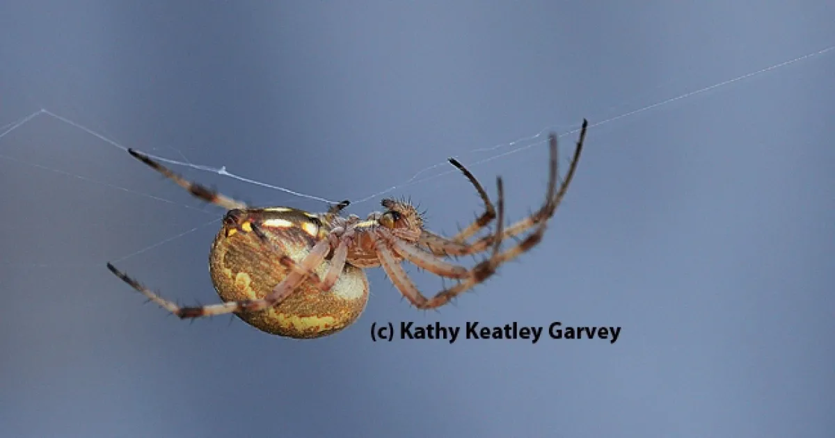 Acrobatic Spider | UC Agriculture and Natural Resources