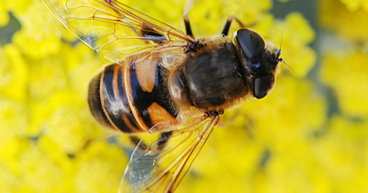 Honey Bee Impostor | Bug Squad