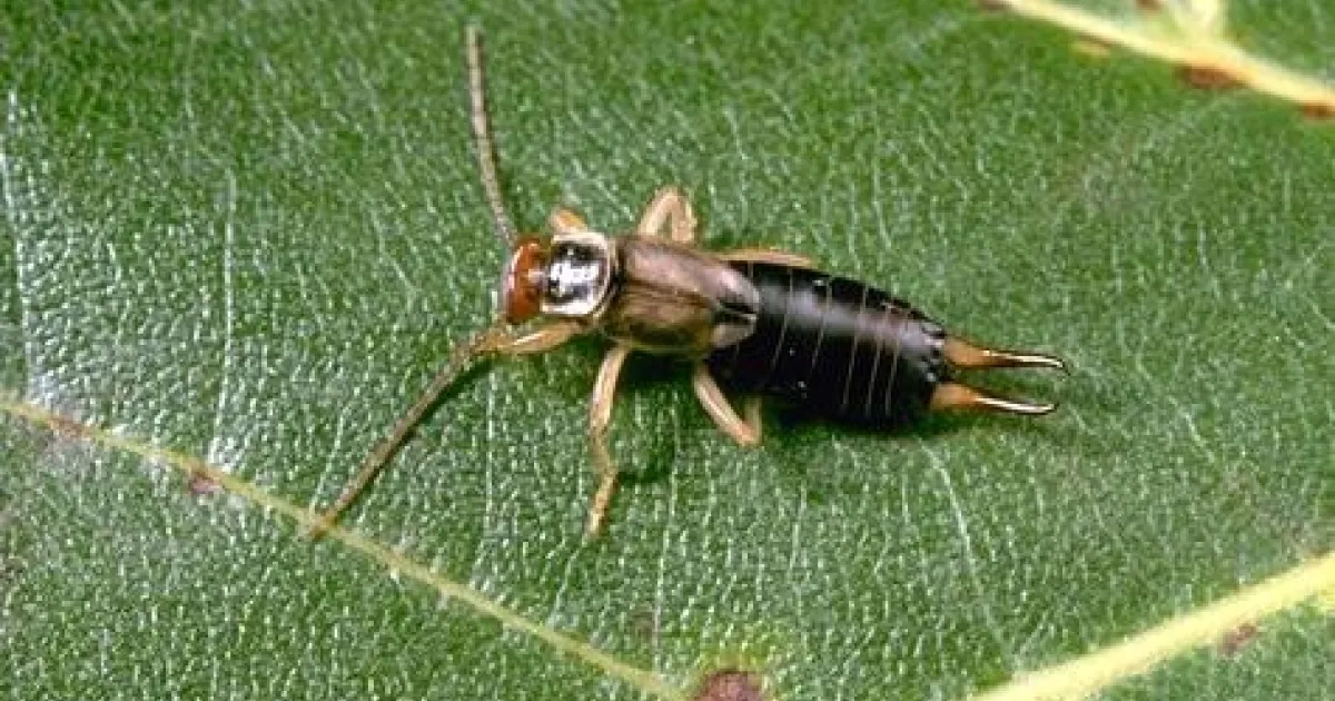 Citrus, Earwigs and Tree Wraps | UC Agriculture and Natural Resources