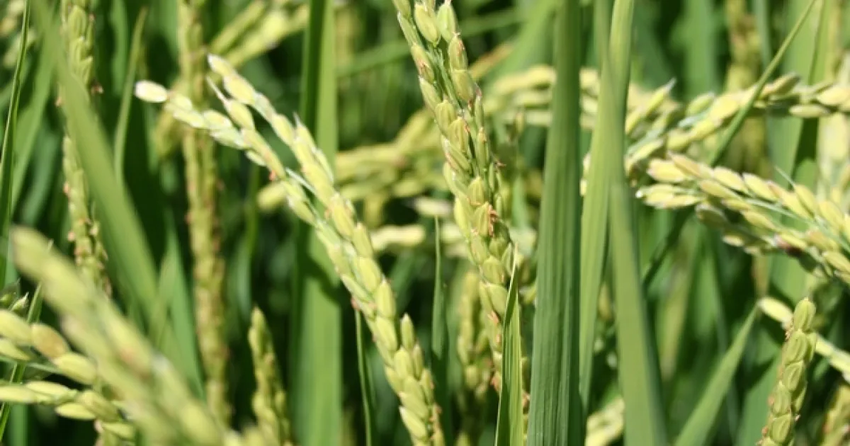 Rice Yield Components | UC Rice Blog