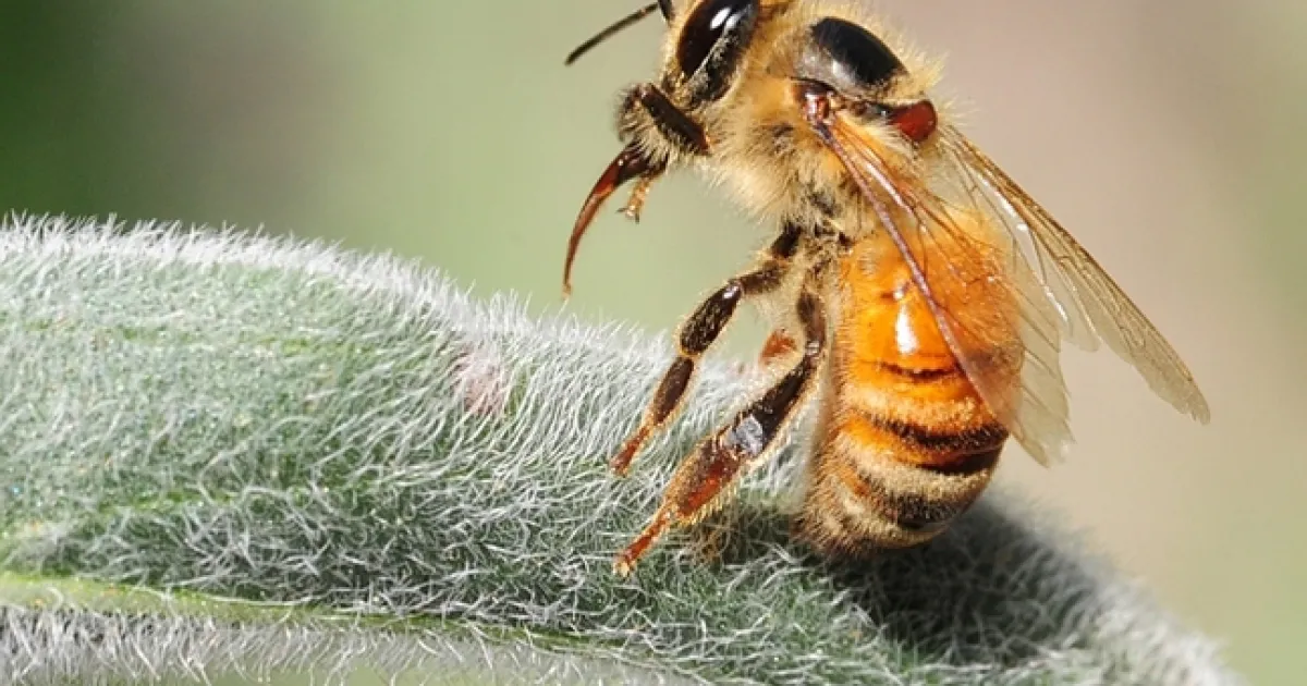 Neonics: Should They Be Banned? | UC Agriculture and Natural Resources